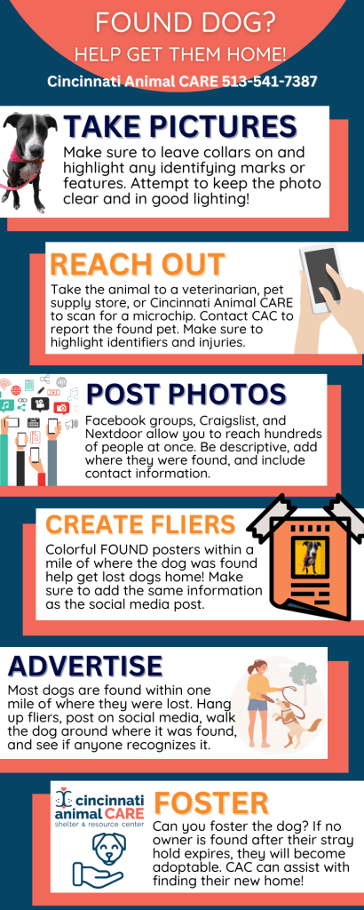 Find a Stray? Here's what you should do next.