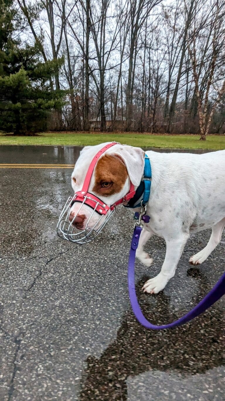 Muzzle Training 101 - Cincinnati Animal CARE