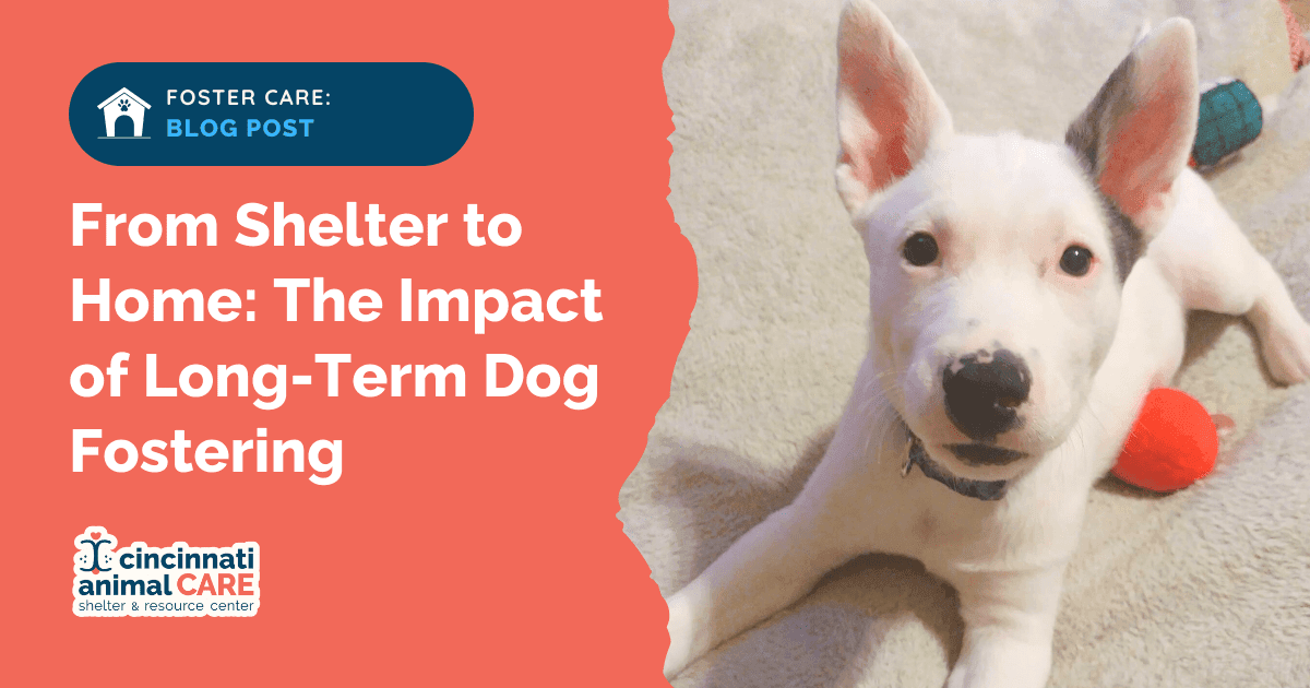 Transforming Lives: Short-Term Dog Fostering in Cincinnati