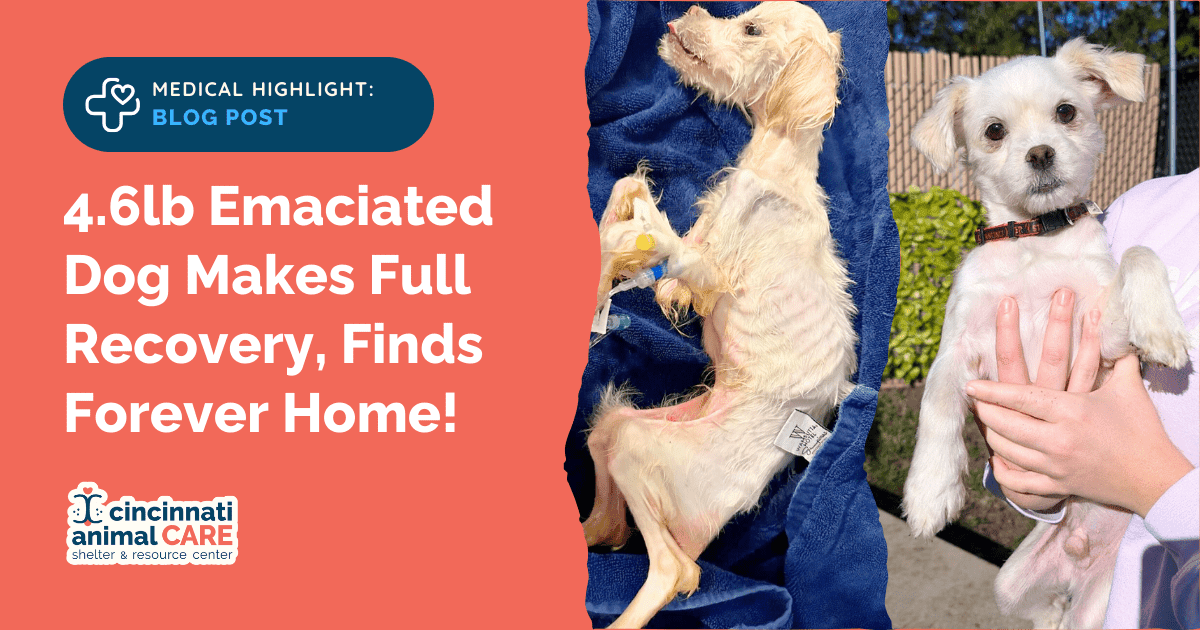 Emaciated Dog's Remarkable Recovery at Cincinnati Animal CARE