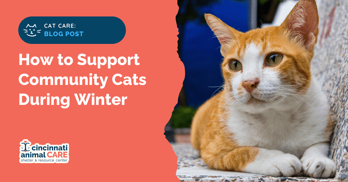 How to Support Community Cats During Winter - Cincinnati Animal CARE
