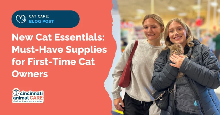 New Cat Essentials: Must-Have Supplies for First-Time Cat Owners