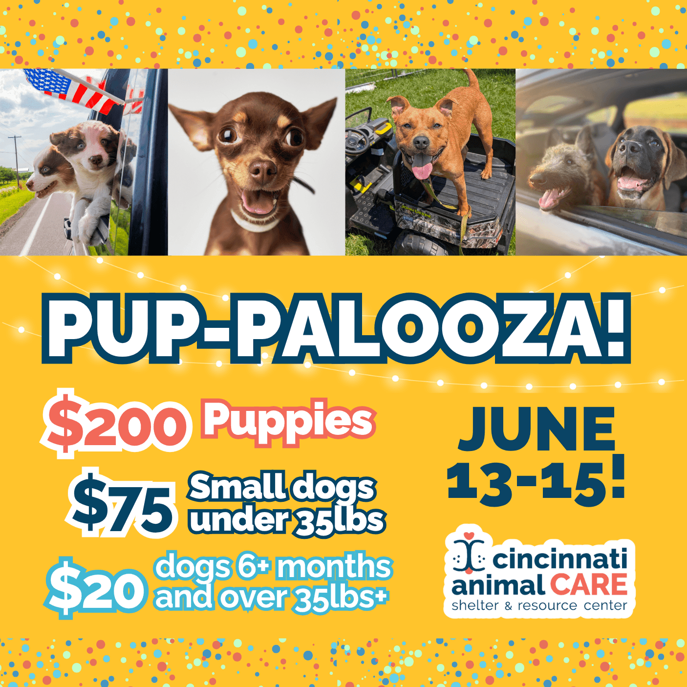 Essential Dog Gear: A Beginner's Guide for Pet Owners